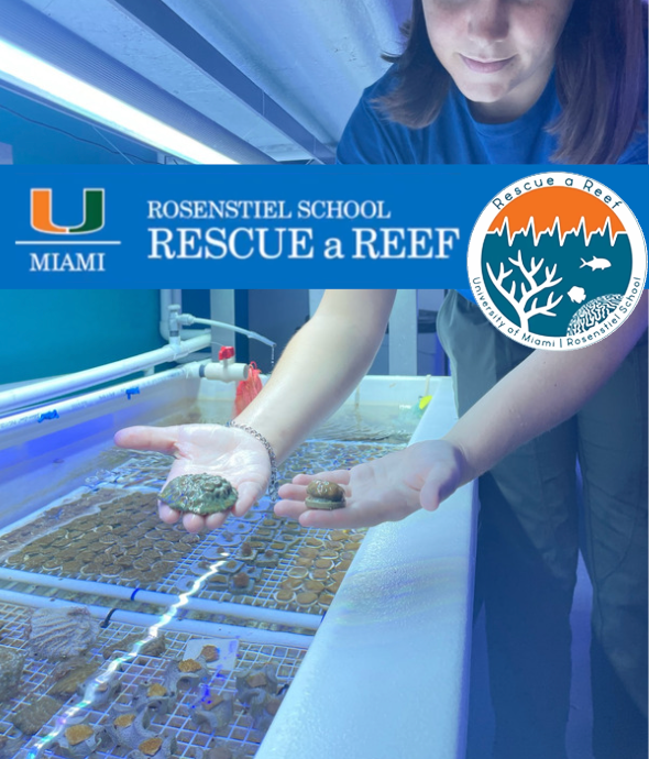Rescue A Reef - Coral Planting – Turtl Project